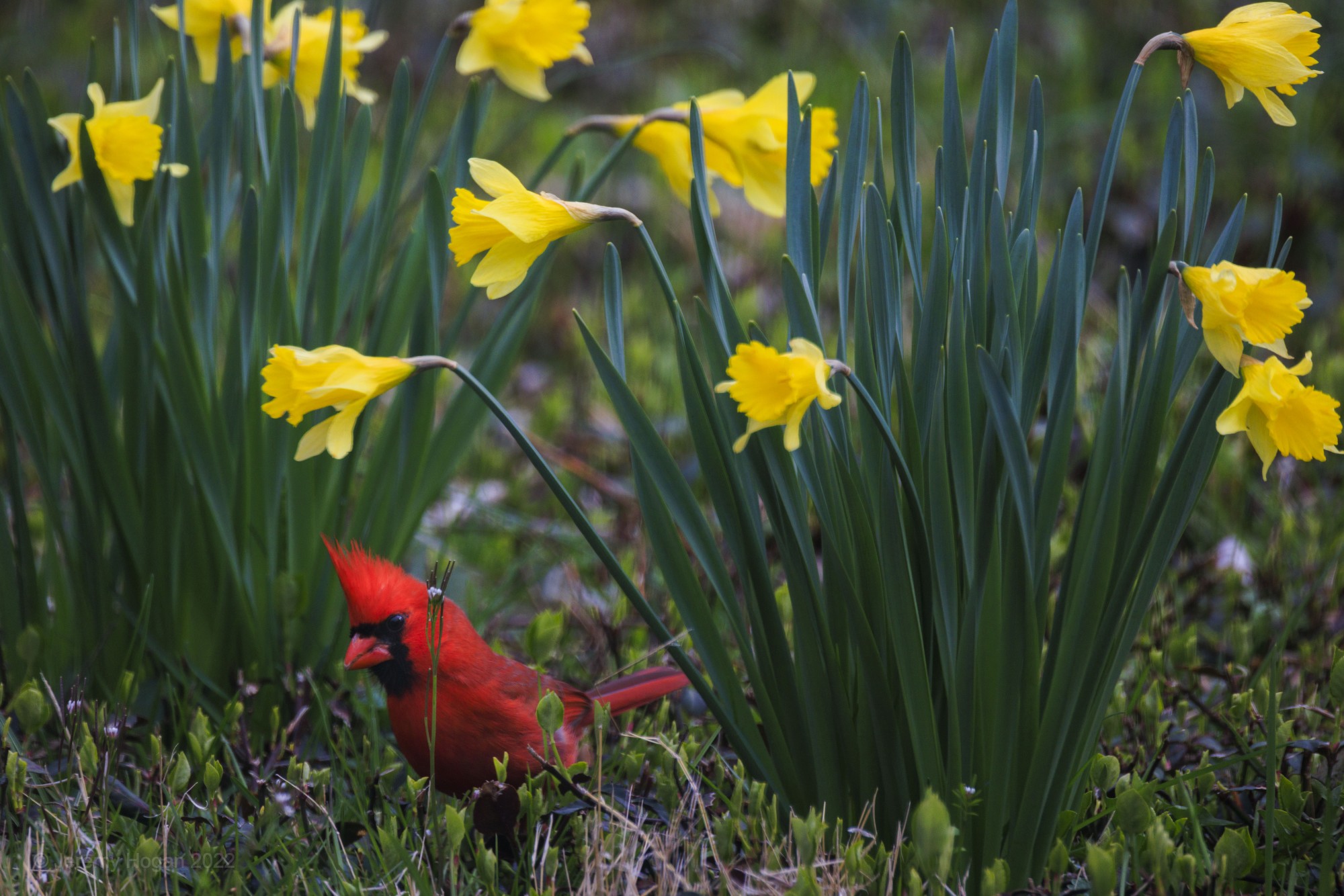 Cardinal and daffodils - The Bloomingtonian