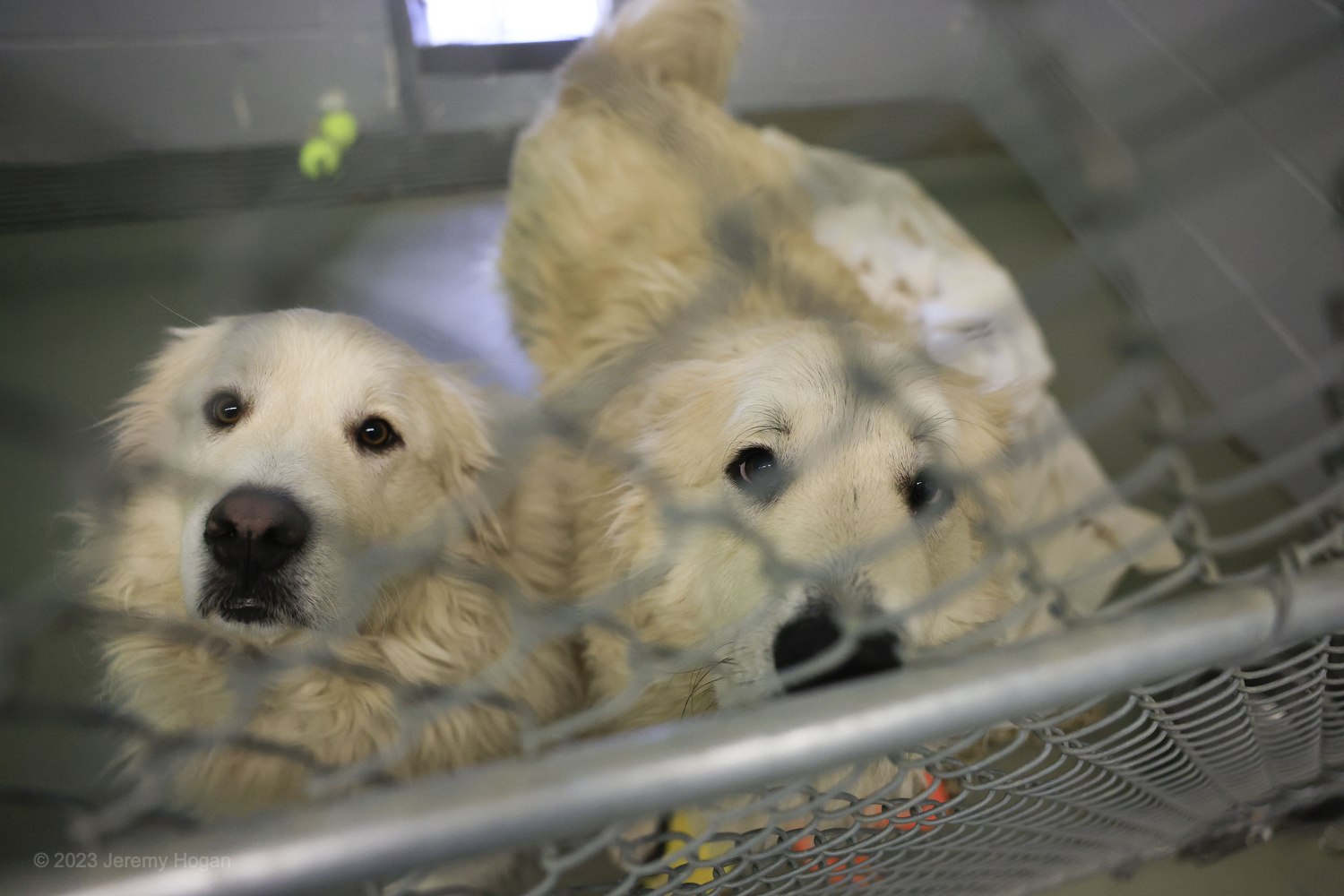 Gallery: Adoptable dogs at the Bloomington Animal Shelter, Sunday ...