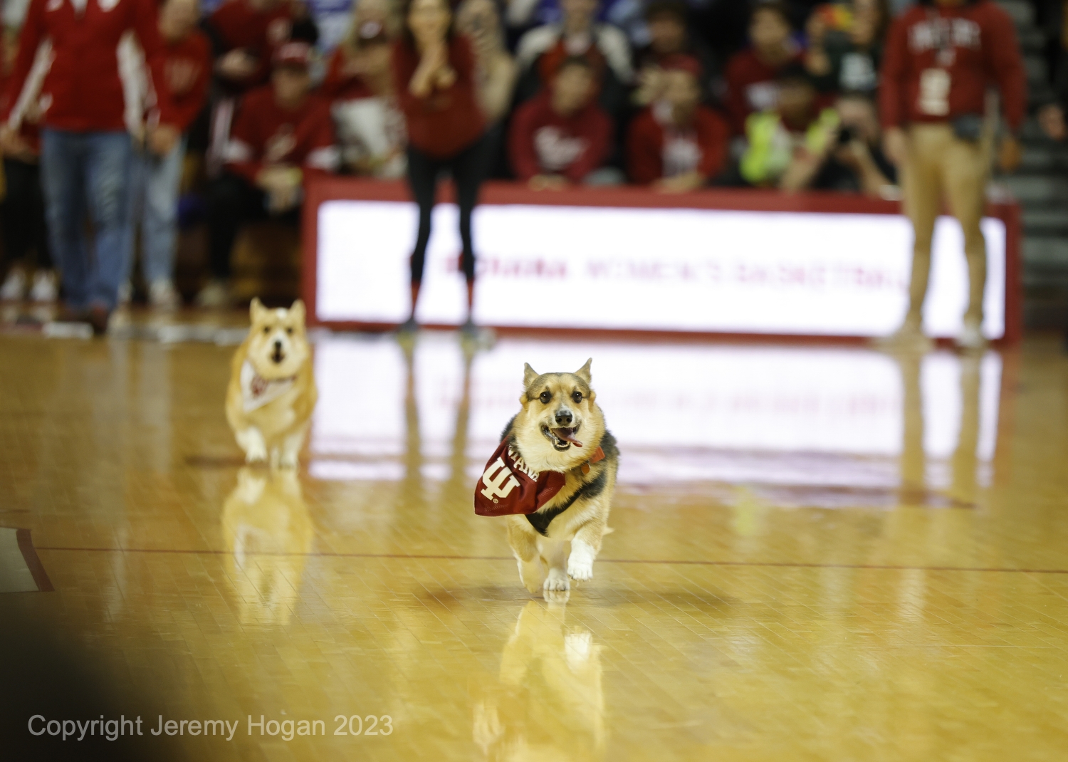 Leo the Corgi Reigns Victorious in Halftime Corgi Races at Indiana ...