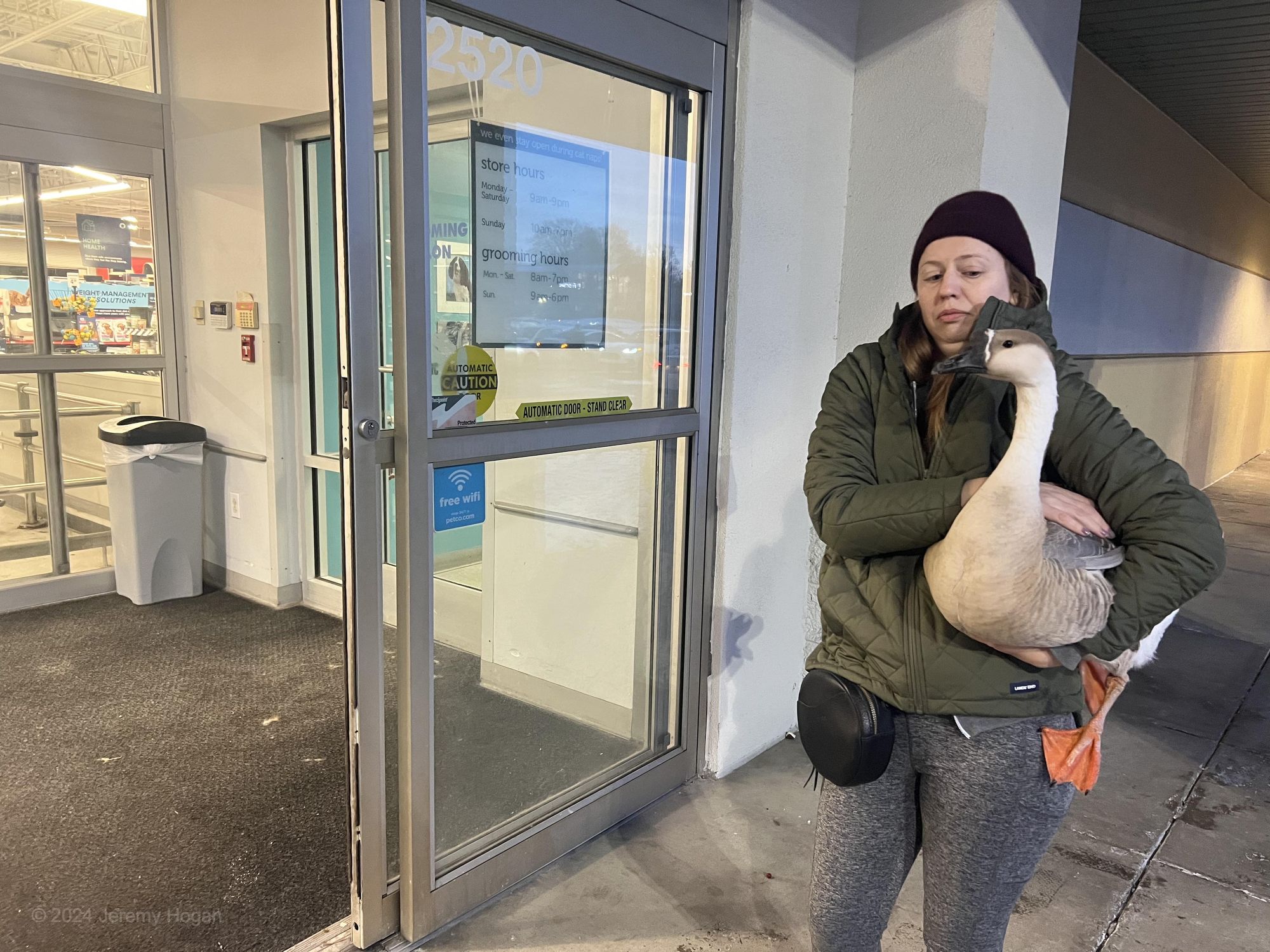 Escaped Goose Found Wandering in Petco Parking Lot Sparks Rescue Effort ...