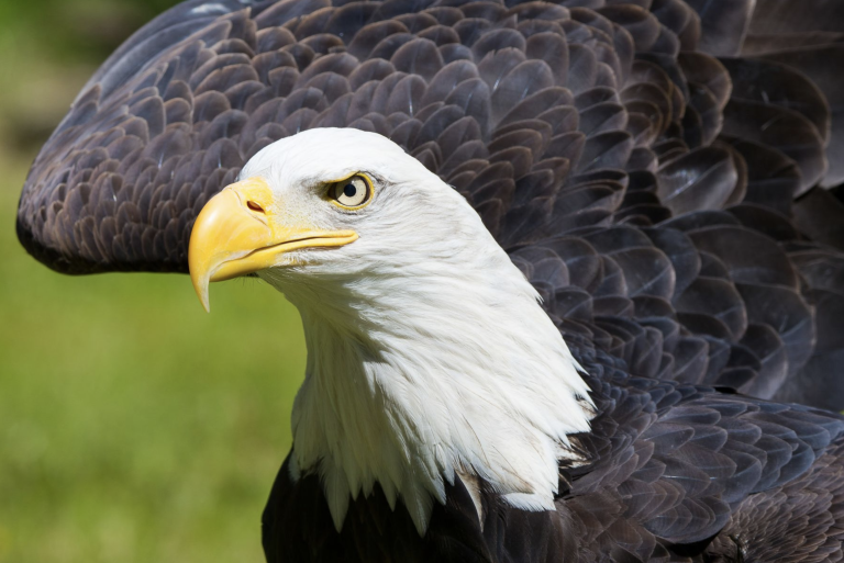 Bald Eagle Now Officially National Bird of United States After Biden ...